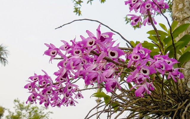 Madhumita's Blog-Room: Today is Bohag Bihu....